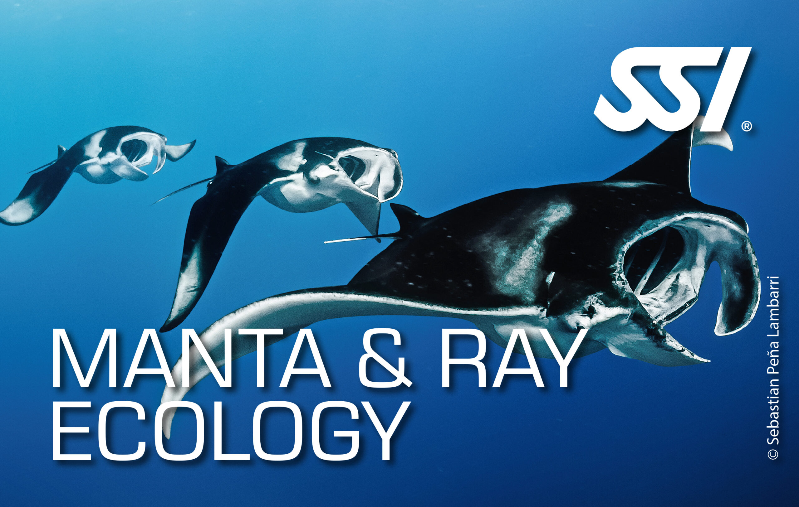 MANTA & RAY ECOLOGY - Lynnhaven Dive Center & LDC Swim School